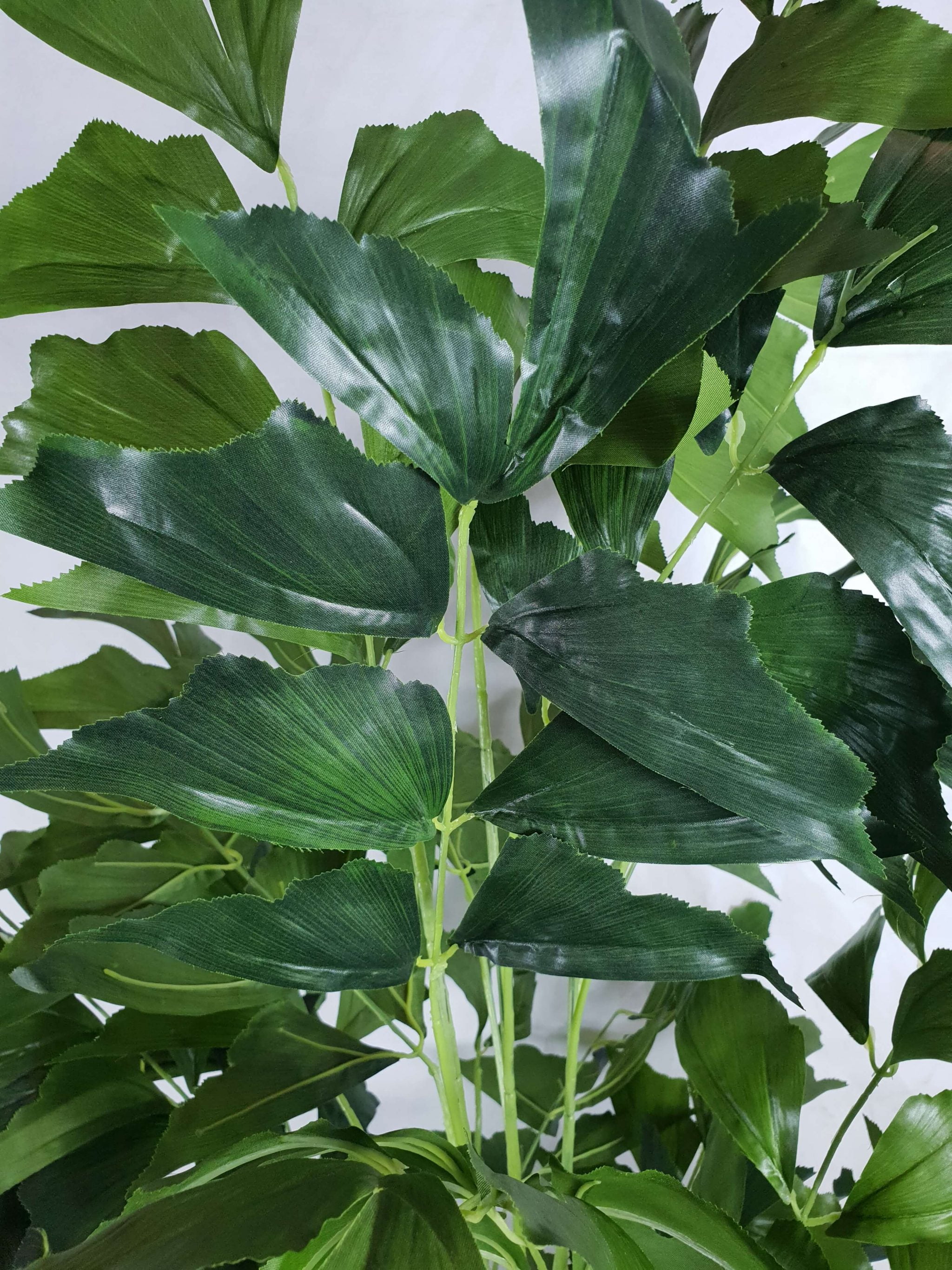 Fishtail Palm Leaves