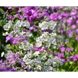100 WHITE FAIRY PRIMROSE Primula Malacoides Baby Primrose Shade ...