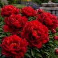 Peony for Planting Now,Fragrant, Hardy Herbaceous Perennials, Garden ...