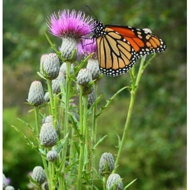 Wild Dill Seeds for Planting (50 Seeds) - Perideridia Americana ...