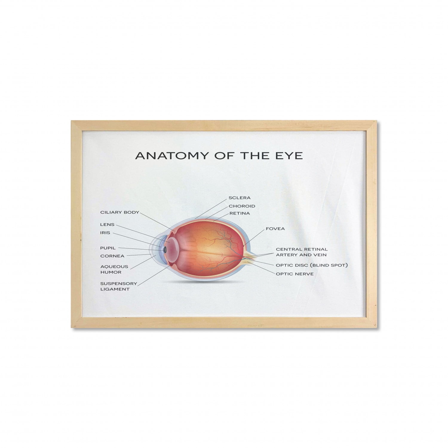 Eye Chart Wall Art with Frame, Anatomy of an Eye Composed with Parts ...