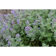 Rue Seeds (Ruta graveolens) 100 Seeds (0.2 grams) - Walmart.com