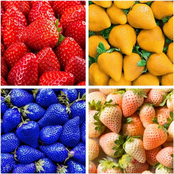strawberry plants | Walmart Canada