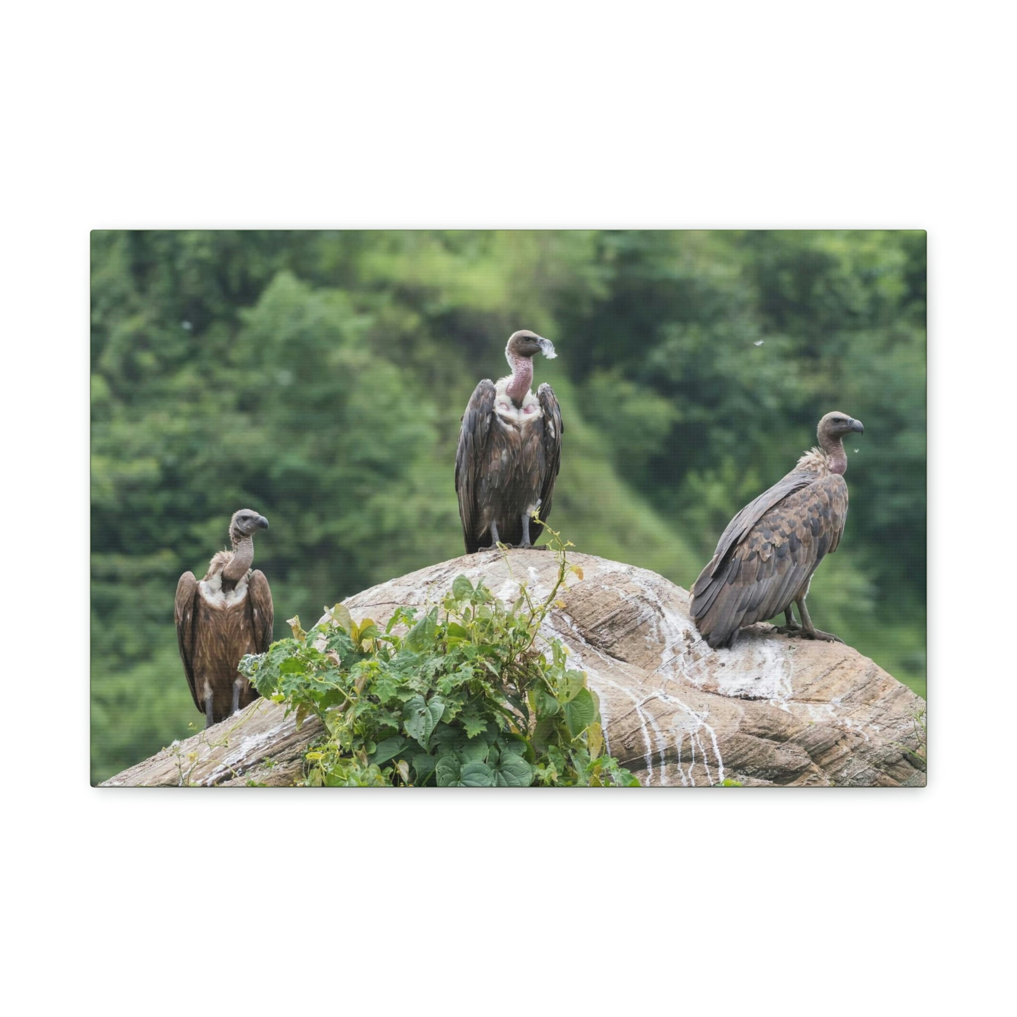 Vulture Group Vulture Troop Print Animal Wall Art Wildlife Canvas ...