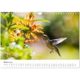 Myst Design Hummingbirds aerial acrobats, US-Version (Wall Calendar ...