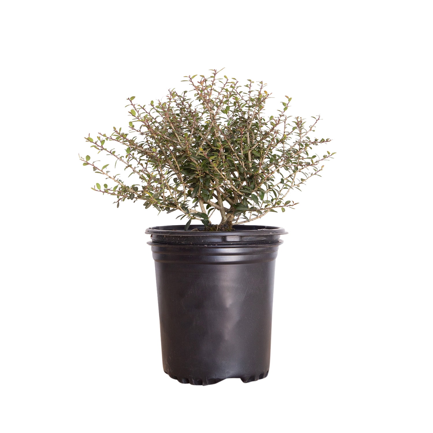 Bordeaux Yaupon Holly (2.5 Quart) Compact Evergreen Shrub with Red-Hued ...