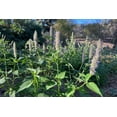 Plant Good Seed Organic Anise-Hyssop Seeds for Planting: Fragrant ...