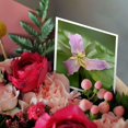 3drose, Catesby Trillium Flower, Great Smoky Mountains, Tn - Us43 ...