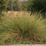Sand Cord Grass I 1 Large Gallon Size Plant I Spartina Bakeri I Live ...