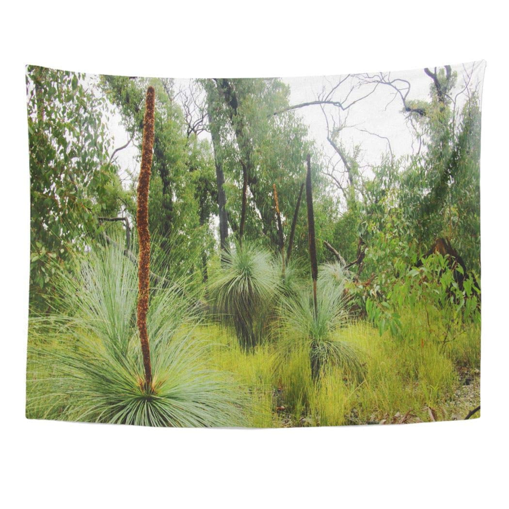 REFRED The Kangaroo Tail Plants Australian Grass Tree Xanthorrhoea ...