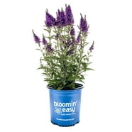 1 gal. Maroon Swoon Weigela Live Shrub, Dark Red Flowers - Walmart.com