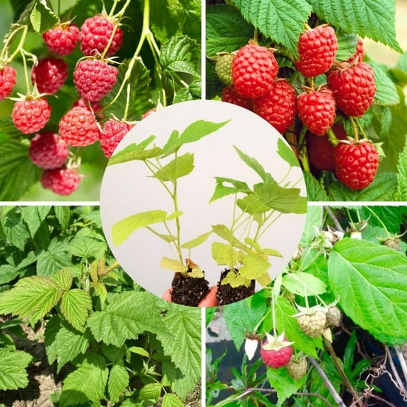 Bushel & Berry Raspberry Shortcake Live Shrub in 2-Gallon Grower Pot ...