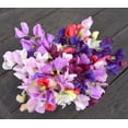 Earthcare Seeds - Sweet Pea Old Fashioned Fragrant Heirloom Mix 100 ...