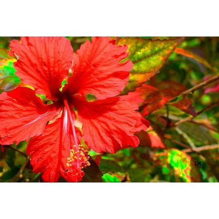 Red Hibiscus Poster Print by Don Spears (36 x 24) | Walmart Canada