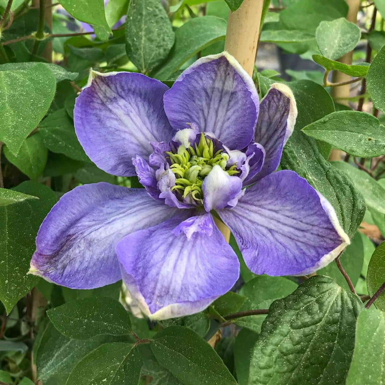 Blue Clematis Flower