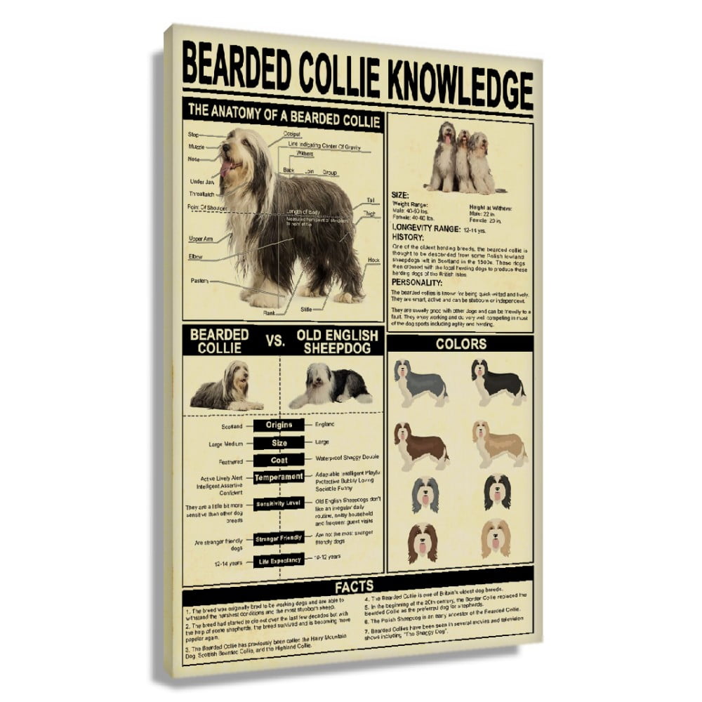 Bearded Collie Dog Knowledge Poster Educational Wall Art Infographic ...
