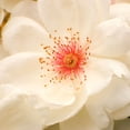 Heirloom Roses White Flowers - Jacqueline du Pré English Legend Rose ...