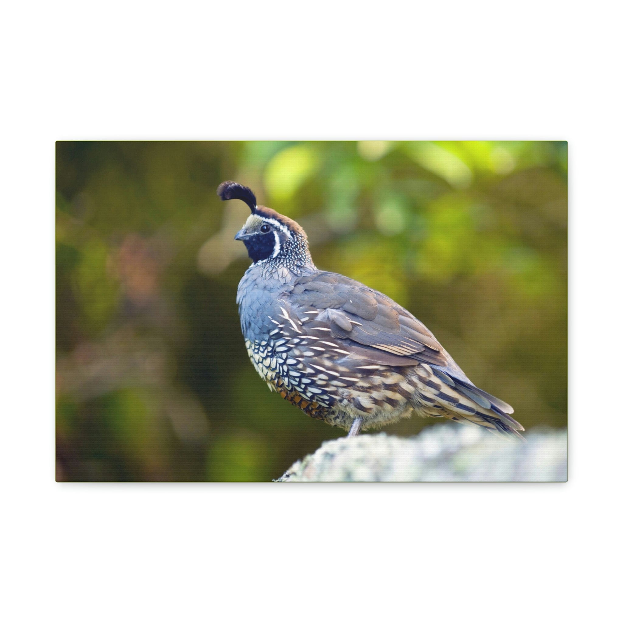 Majestic Quail Art Majestic Quail Print Animal Wall Art Wildlife Canvas ...