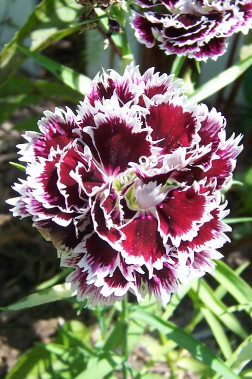 50 VELVET N LACE DIANTHUS Plumarius Black & White Flower Seeds ...