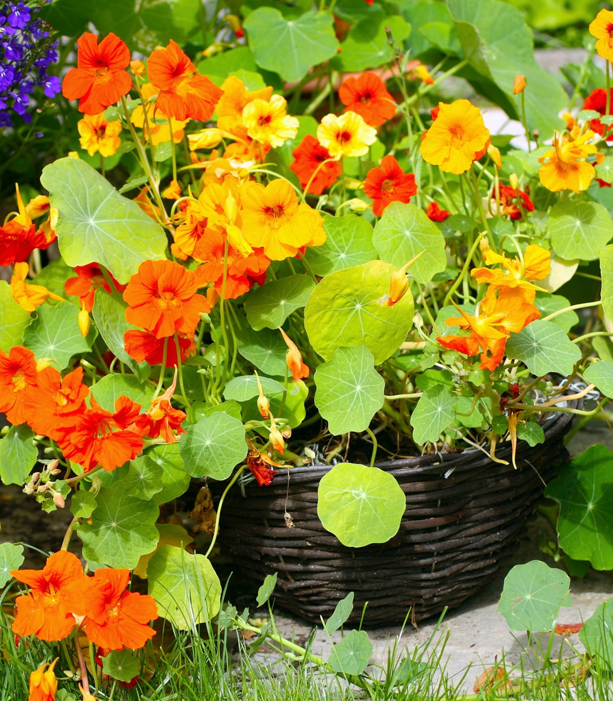 Earthcare Seeds - Nasturtium Jewel Mix 60 Seeds (Tropaeolum Majus ...