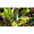 Croton Red Batik - Live Plant in a 4 Inch Pot -Codiaeum Variegatum ...