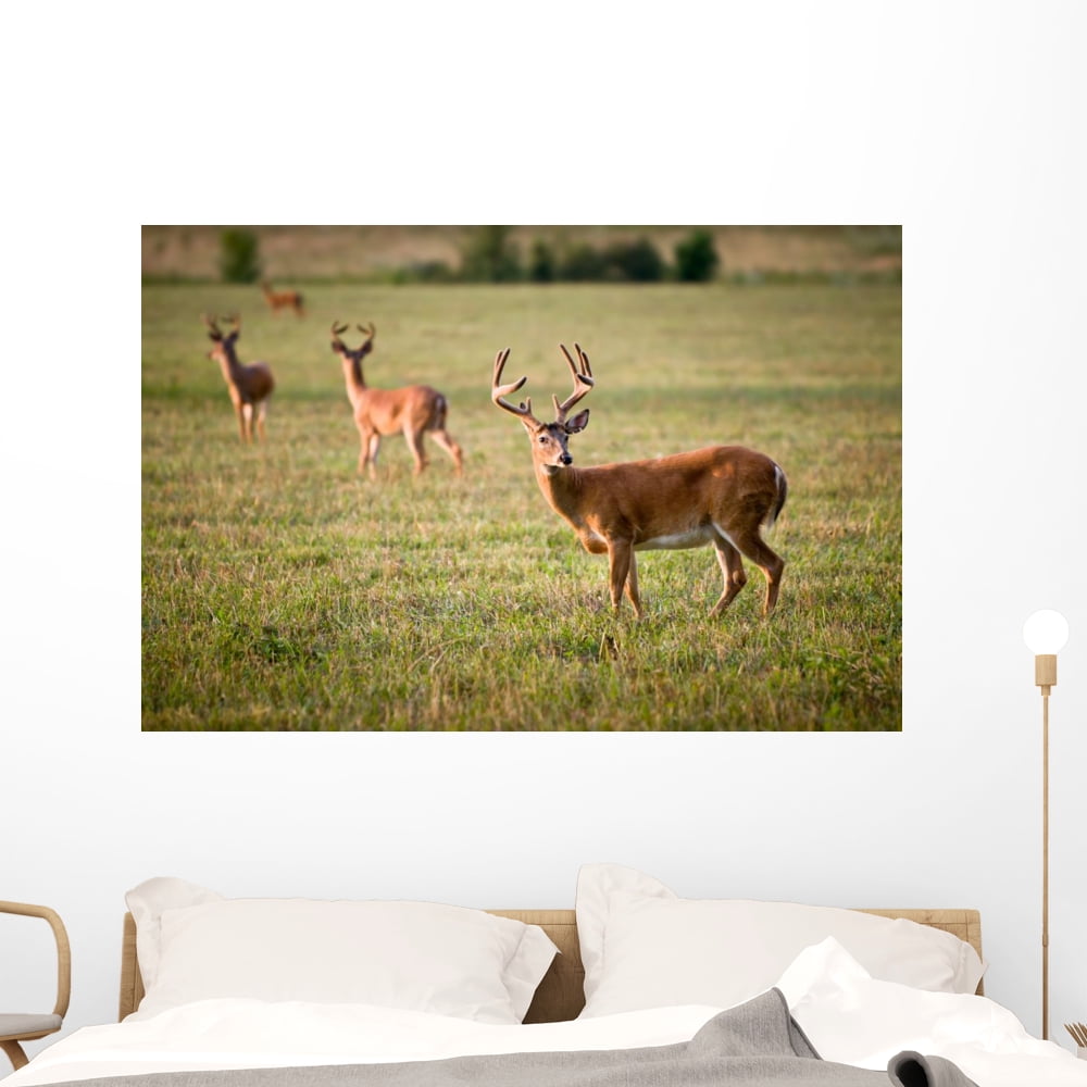 White Tailed Deer Wall Mural by Wallmonkeys Peel and Stick Graphic (48 ...