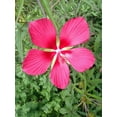 Seedville 10 Red Texas Star Hibiscus Flower Seeds, Huge Red Flowers ...