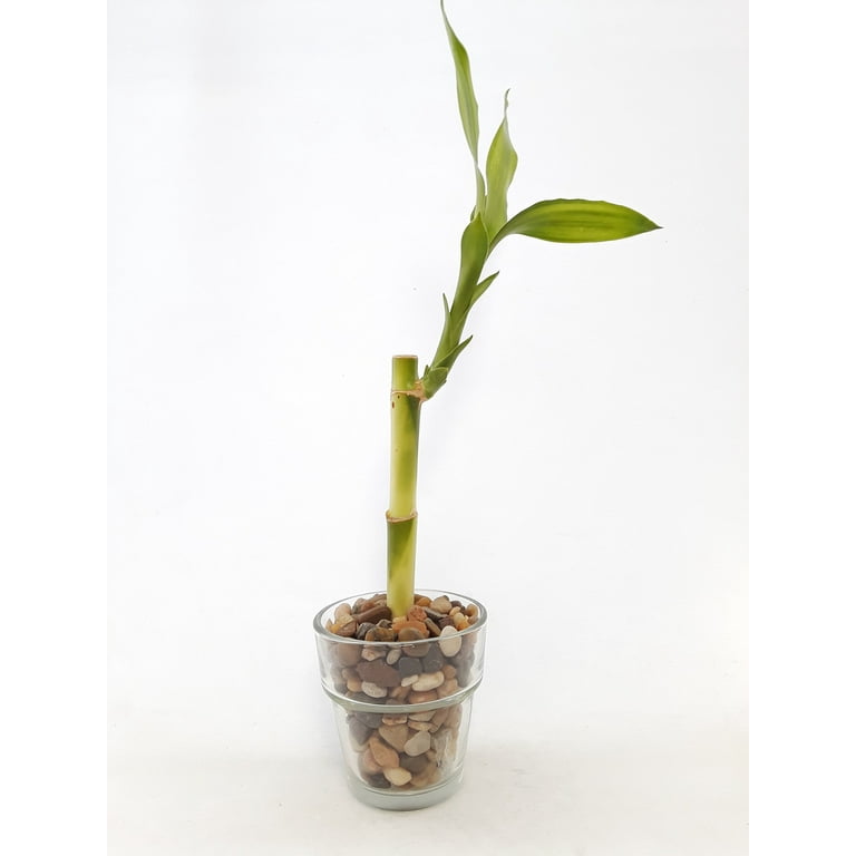 Single Bamboo Plant
