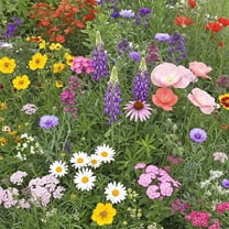 Ferry-Morse Southeast Mix Bulk Wildflower Seeds, 1lb - Walmart.com