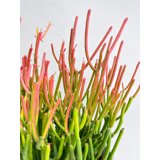 Firestick Pencil Cactus Euphorbia Tirucalli Succulent - Walmart.com