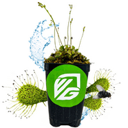 CranRazz Butterfly Bush - Buddleia - Gallon Pot - Walmart.com