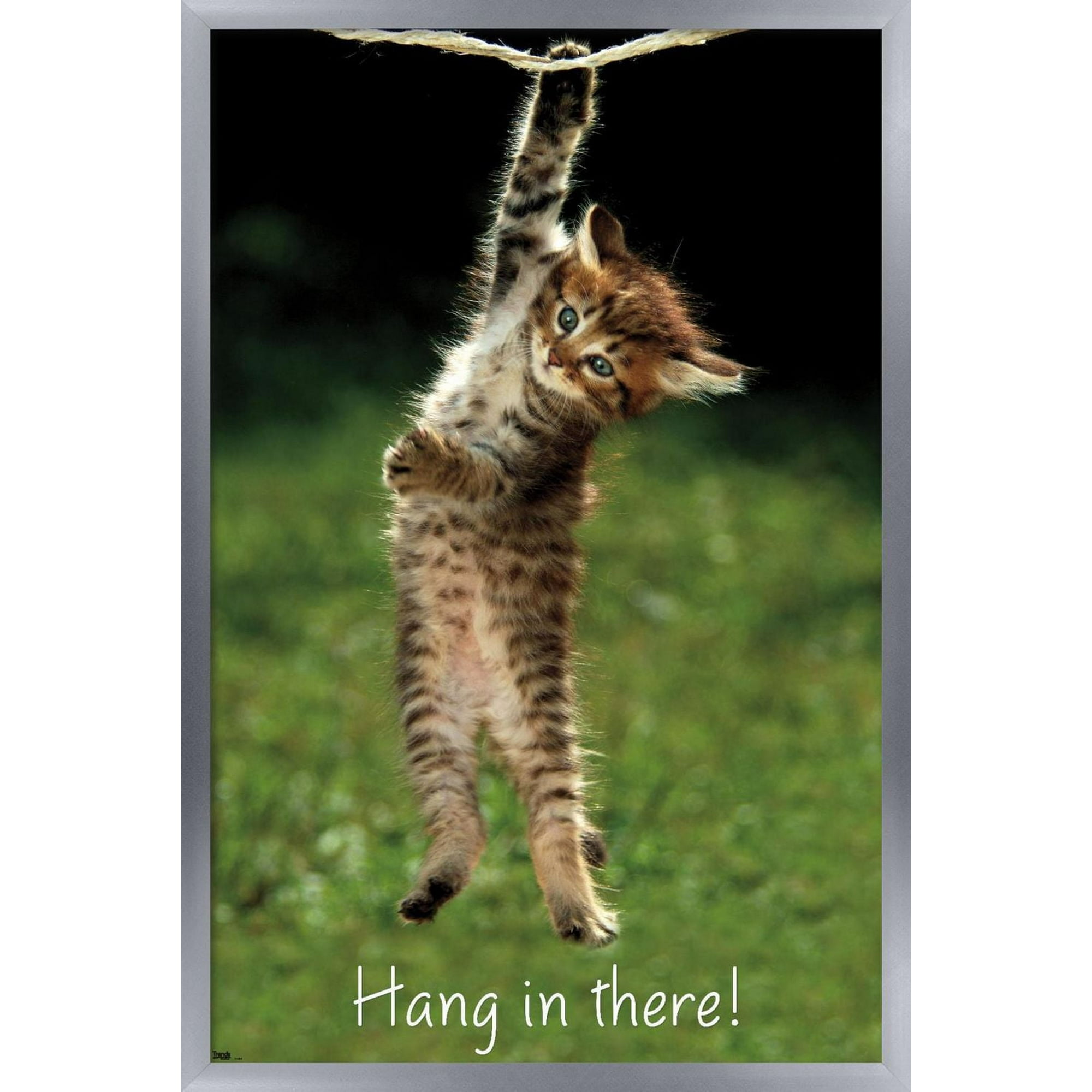 Click here for Trends International Famous Kitten Hang In There P... prices