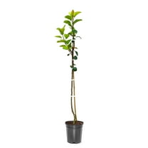 Expert Gardener 1.5- 2 ft tall Au Rosa Plum Live Tree in 1-Gallon ...
