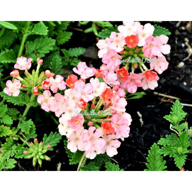 25 ORGANIC Florist PEACH VERBENA Grandiflora Fragrant Groundcover Pink ...