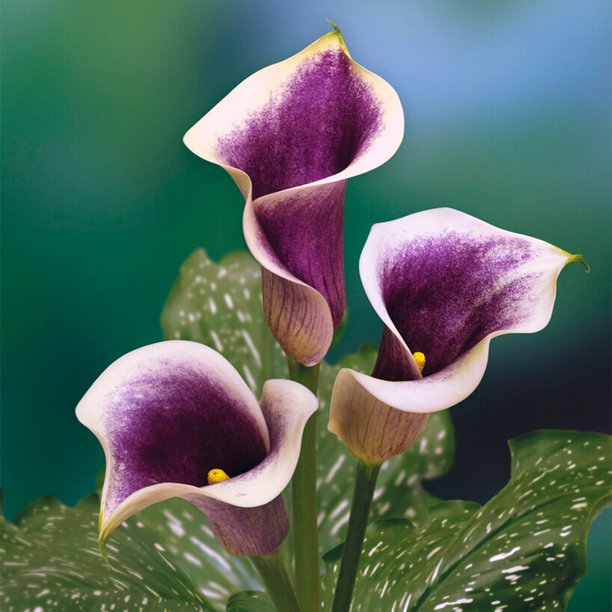 Garden State Bulb Calla Lily Picasso Flower Bulbs, 14/16 cm (Bag of 1 ...