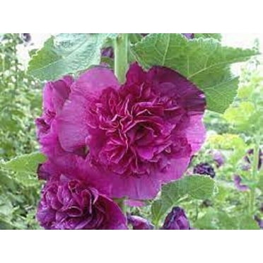10 Double Purple Geranium Seeds Flowers Perennial Flower Seed 527 US ...