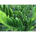 Wekiva Foliage ZZ Plant - Easy Care, Low Light Houseplant in 4 Inch Pot ...