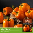 5 Packs Orange Bell Pepper Seed - Non-GMO Heirloom Annual Full Sun ...