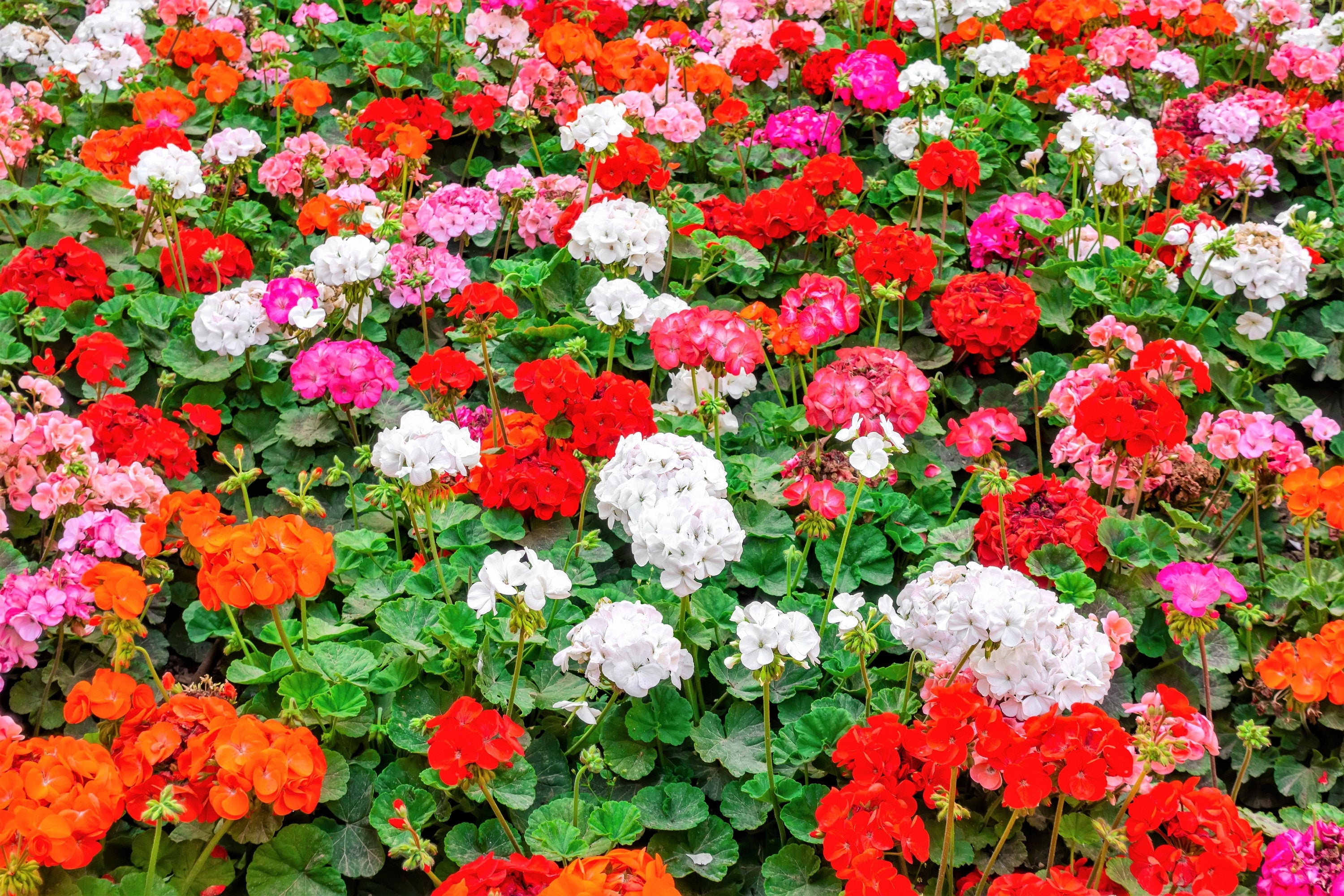 geraniums | Walmart Canada