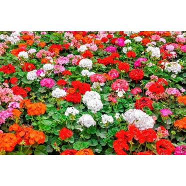 Maverick F1 Series Geranium Flower Garden Seeds - Orange - 100 Seeds ...
