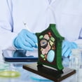 Plant Anatomy Model Plant Model Toy Teaching Aid Plant Cell Model Lab ...