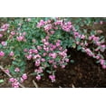 Bloomin' Easy Pinky Promise Snowberry Shrub, 1 Gal, Pink Berries, Mint ...