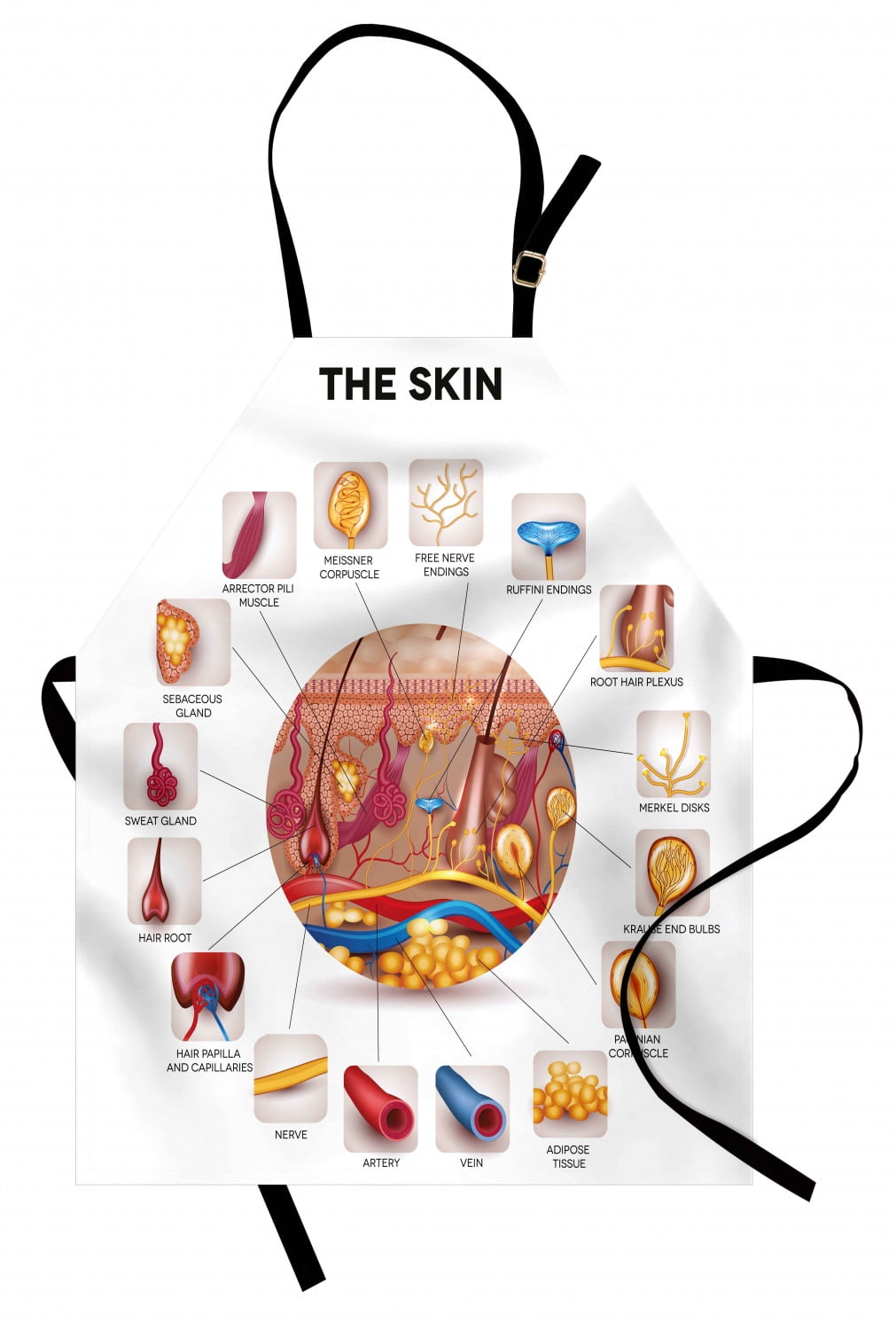 Educational Apron Skin Anatomy Elements in Round Shaped Diagram Pores ...
