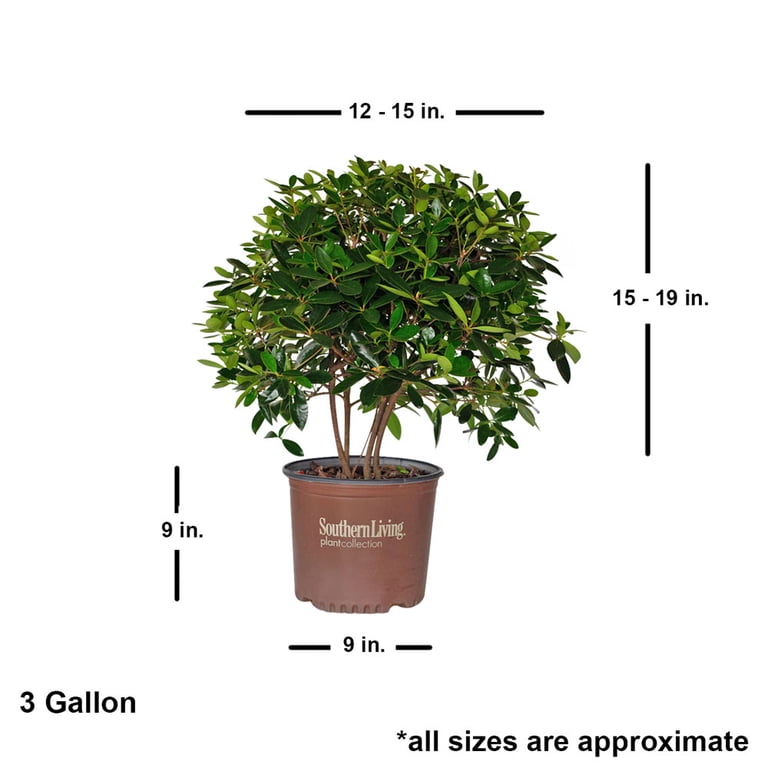 Gallon Shrubs