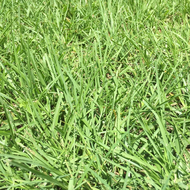 Argentine Bahia Grass Seed