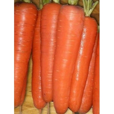Vegetable Seeds-Little Fingers Carrot- 100 Seeds- Extra Sweet - Baby ...