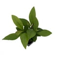 Shoebutton Plant - Ardisia humilis - Tropical House Plant - 3" Pot ...