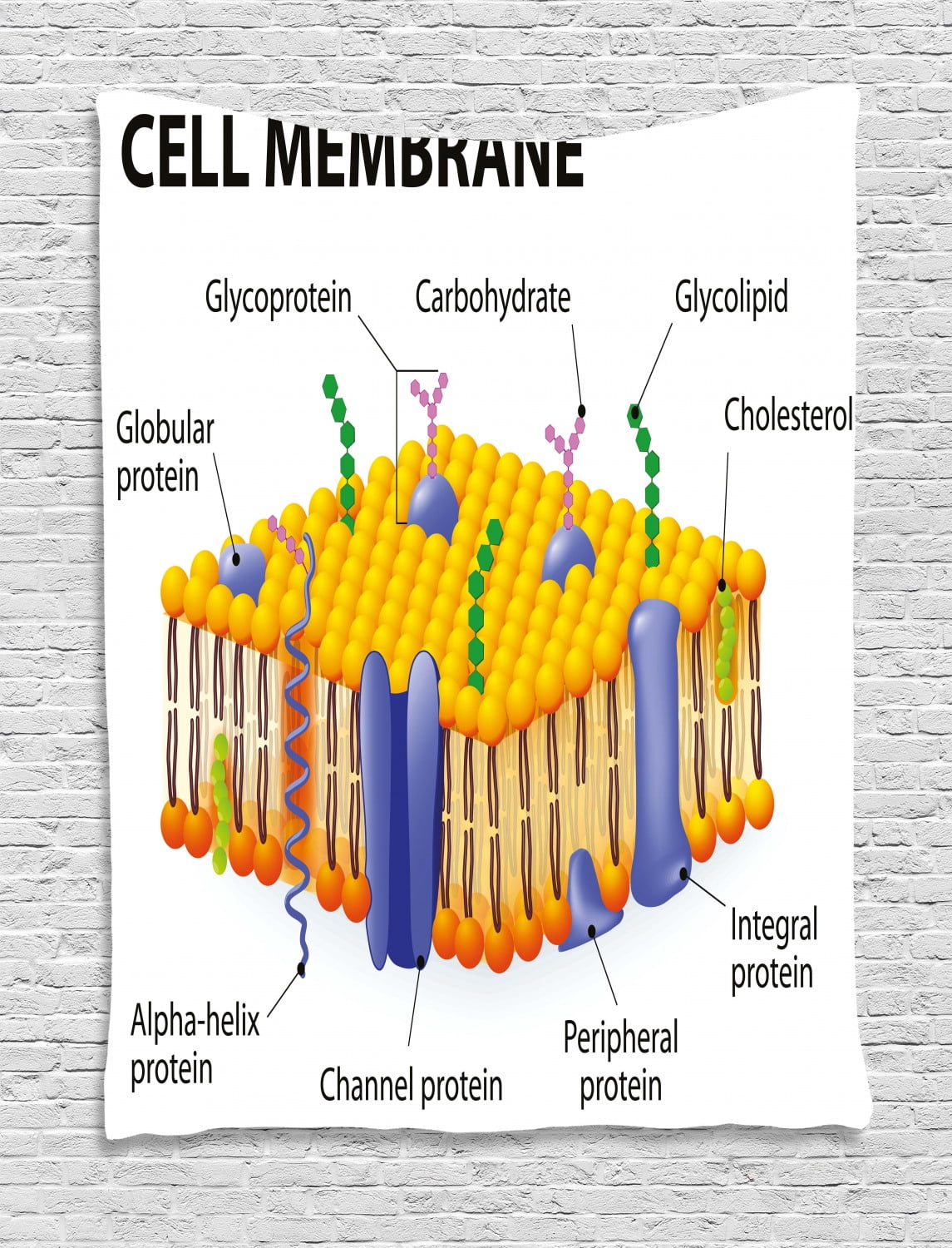 Educational Tapestry Detailed Diagram Of Membrane Cell Structure Types Educational Tapestry Detailed Diagram Of Membrane Cell Structure Types