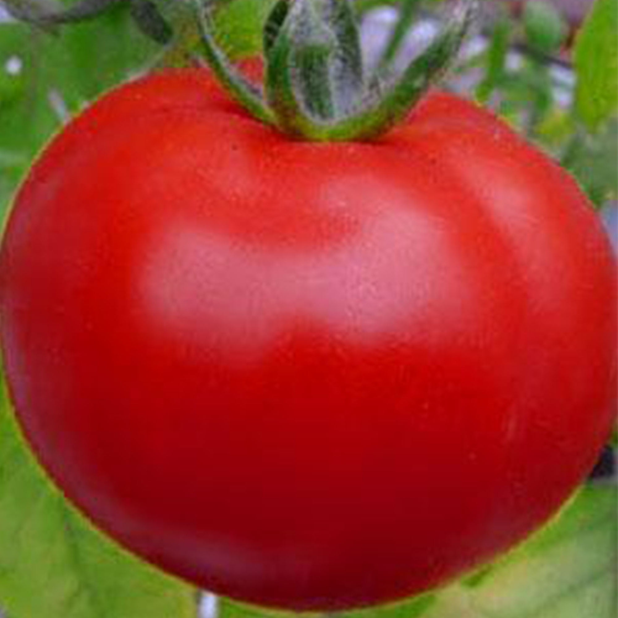 Peron Sprayless Tomato Seed ~25 Seeds - Heirloom, Open Pollinated, Non ...