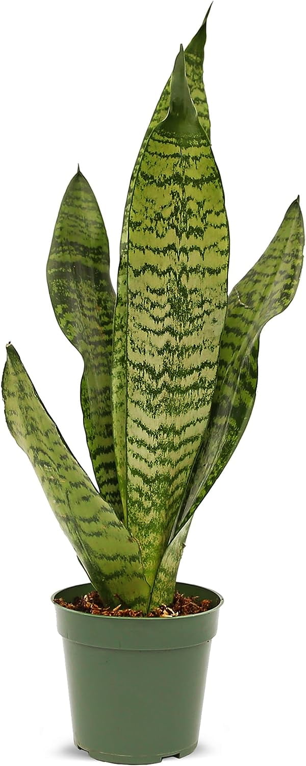 Live Snake Plant, Sansevieria, Mom Birthday Gift, Father's Day Gift ...